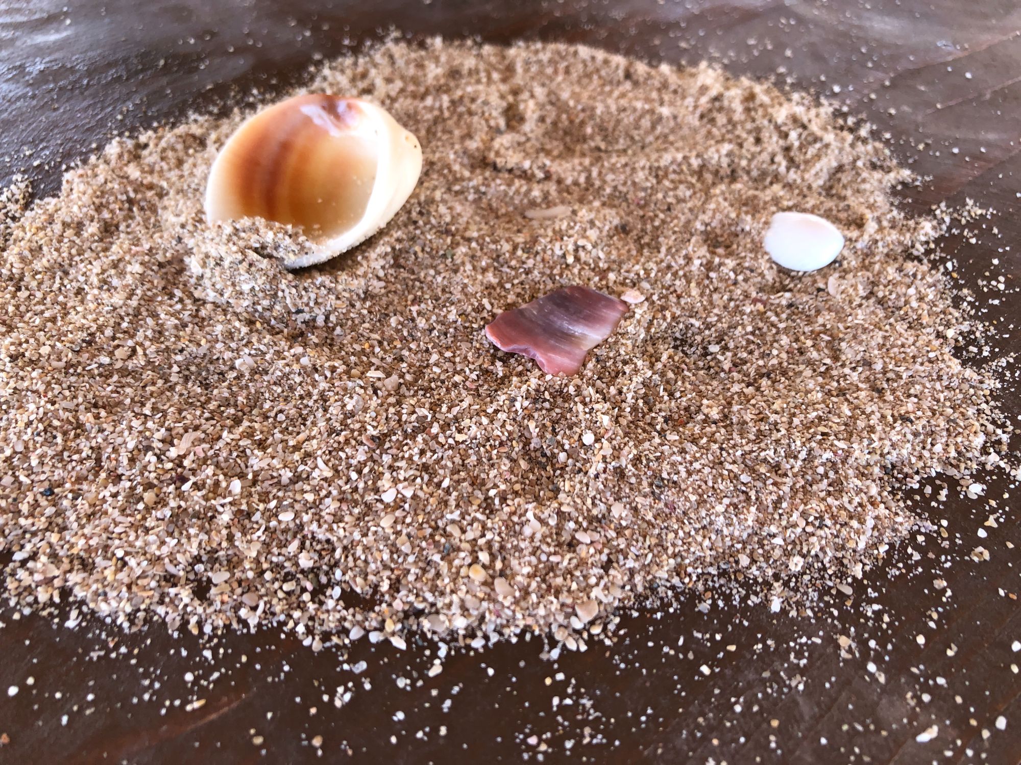 A Seashell Lesson – Hope Follows